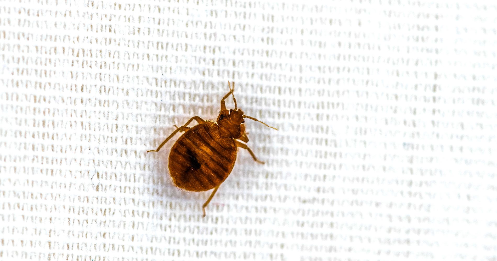 Kako se znebiti stenic, kako zatirati posteljne stenice? Ugriz stenice ...